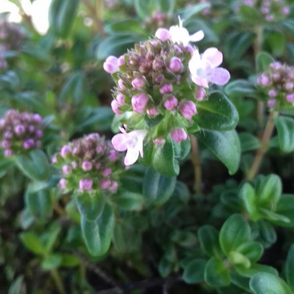 Thymus fragrantissimus 'Parfum de Rose' - Les arômes du grès