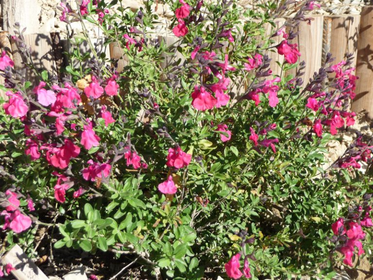 Salvia greggii 'Furman's Red' - Les arômes du grès