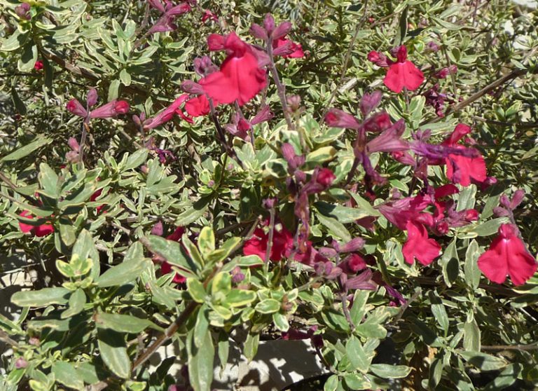 Salvia greggii 'Caramba' - Les arômes du grès