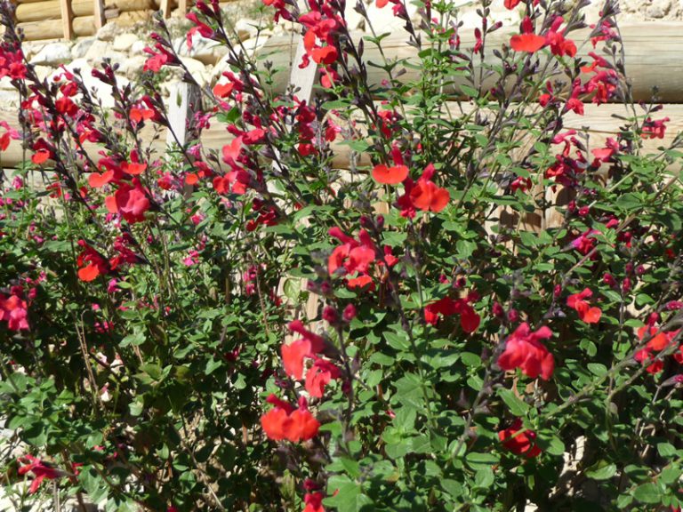 Salvia microphylla 'Royal Bumble' - Les arômes du grès