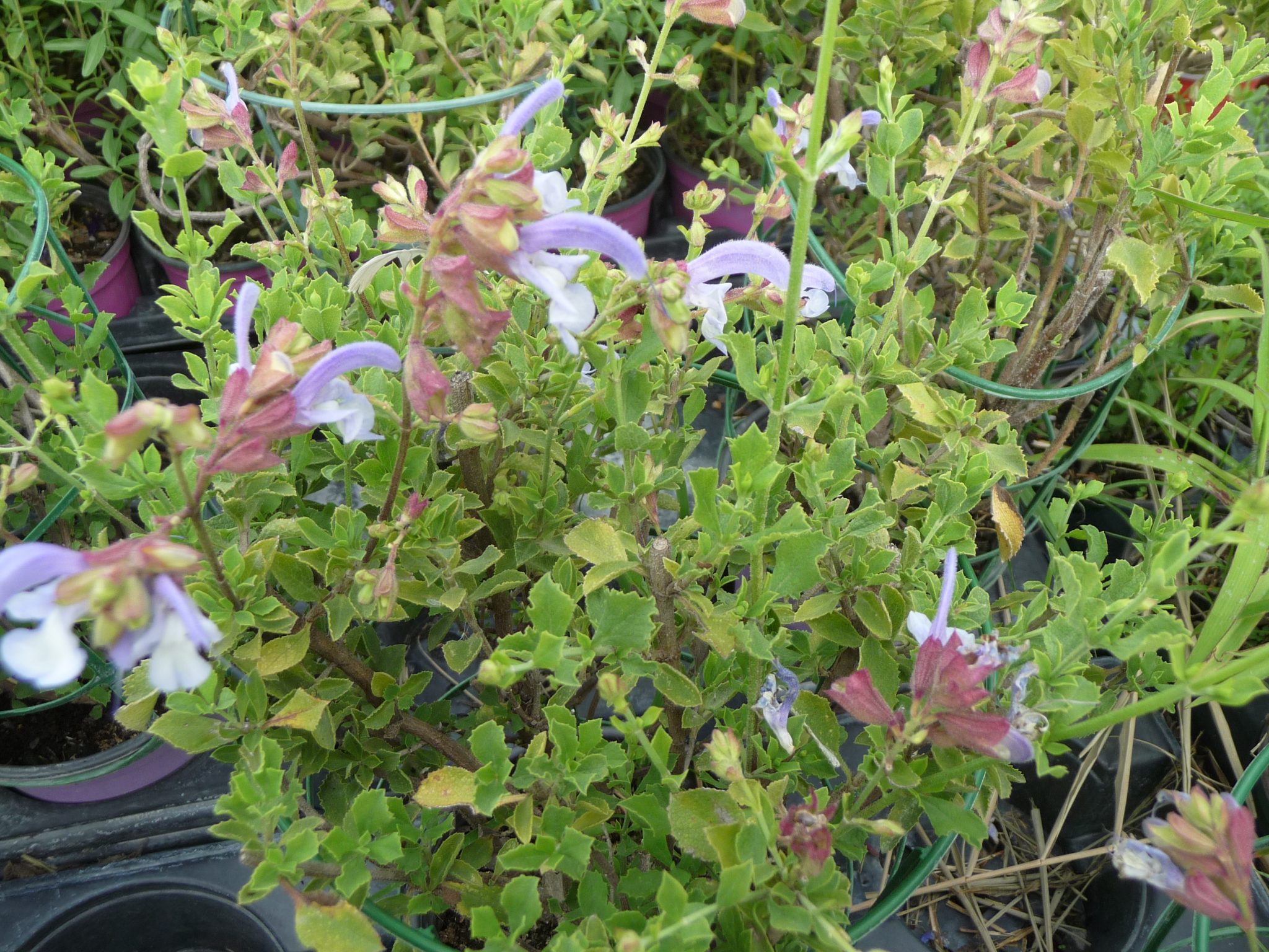 Salvia chamelaeagnea - Les arômes du grès