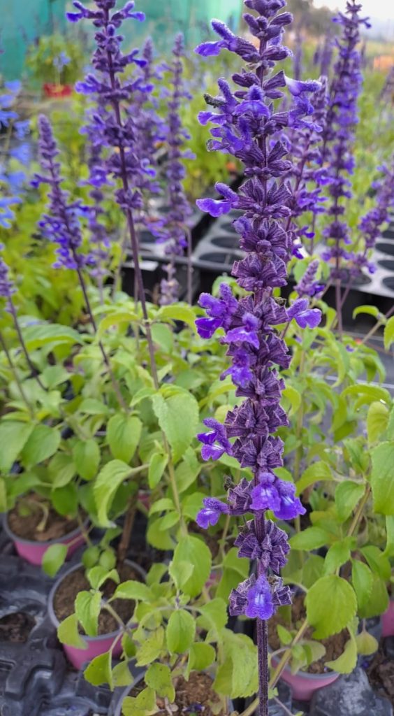 Salvia 'Indigo Spires' - Les arômes du grès