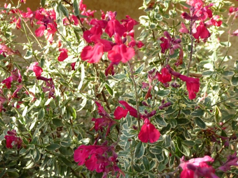 Salvia greggii 'Caramba' - Les arômes du grès