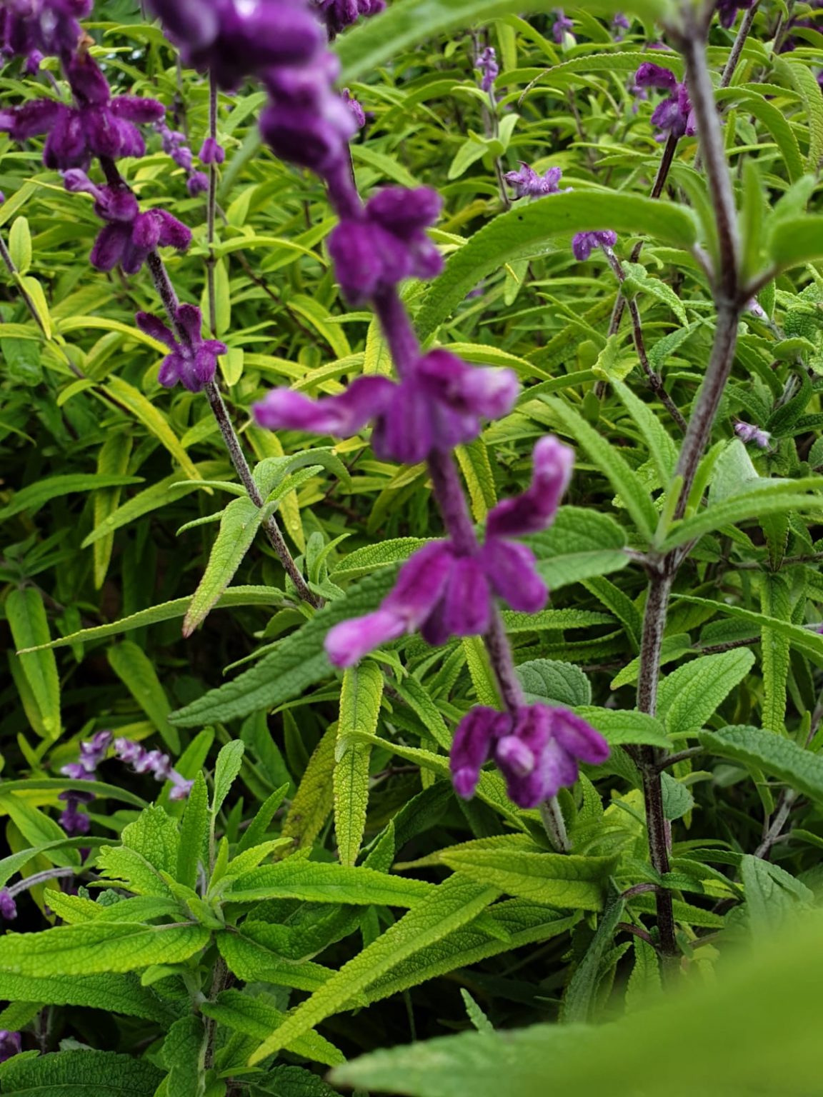 Salvia leucantha 'Purple Velvet' - Les arômes du grès