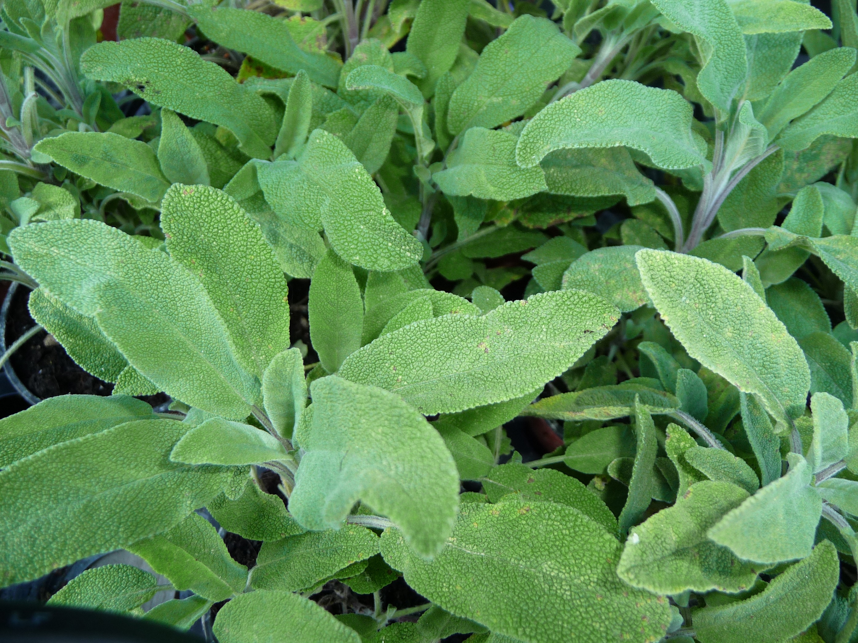 Salvia officinalis - Les arômes du grès