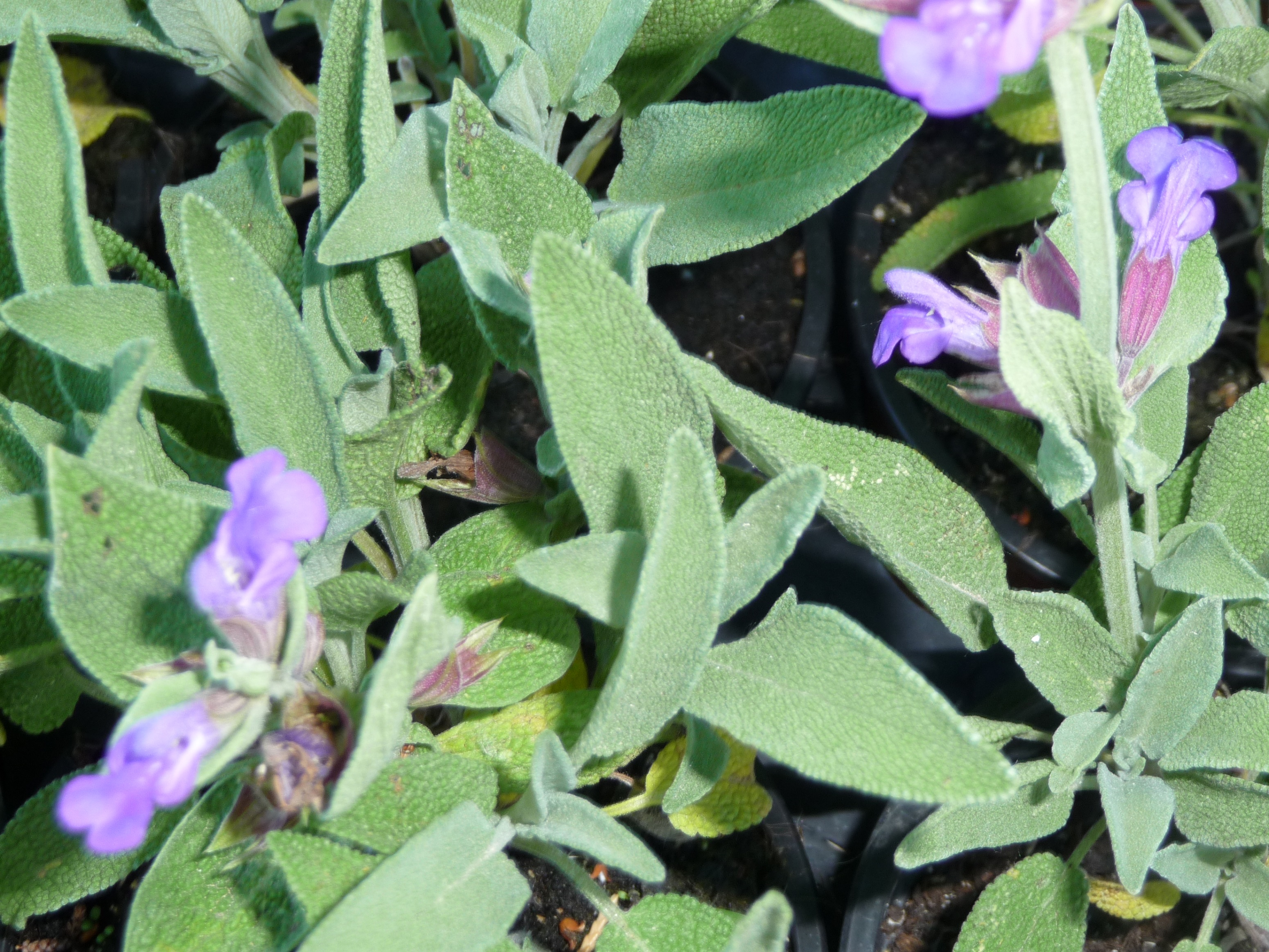 Salvia officinalis salicifolia Sauge officinale salicifolia - Les ...