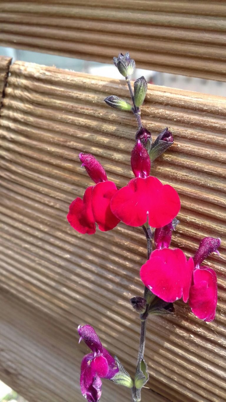 Salvia microphylla 'Rêve Rouge' - Les arômes du grès