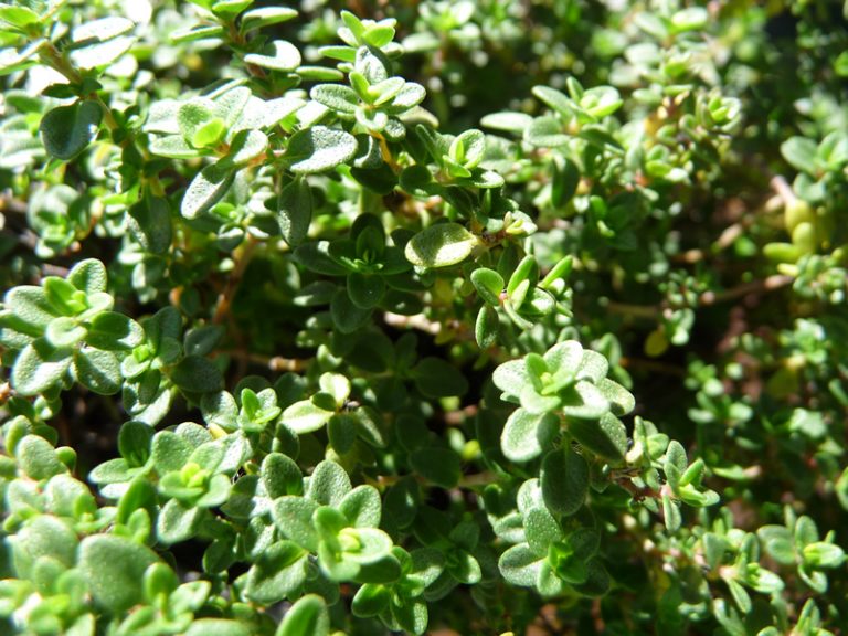 Thymus x citriodorus 'Doone Valley' - Les arômes du grès
