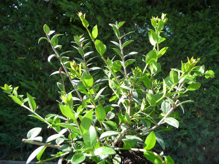 Myrtus communis - Les arômes du grès