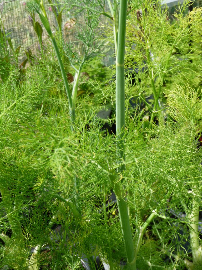 Foeniculum vulgare - Les arômes du grès