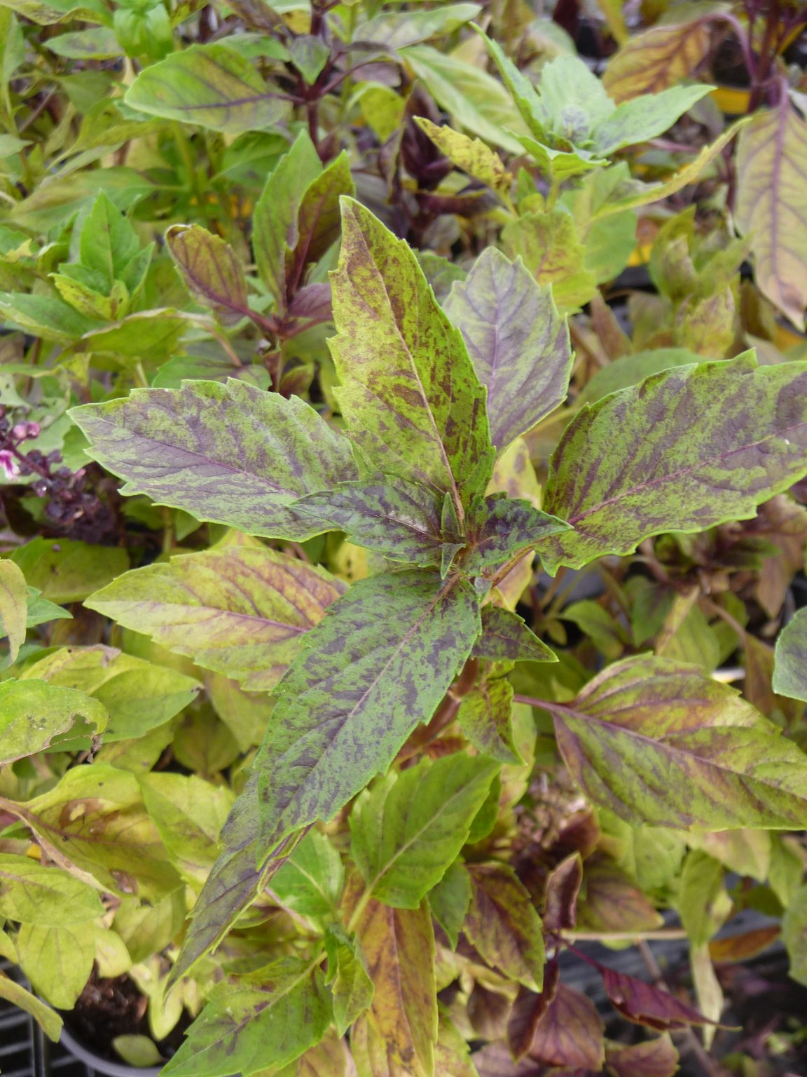 Basilic pourpre panaché - Les arômes du grès