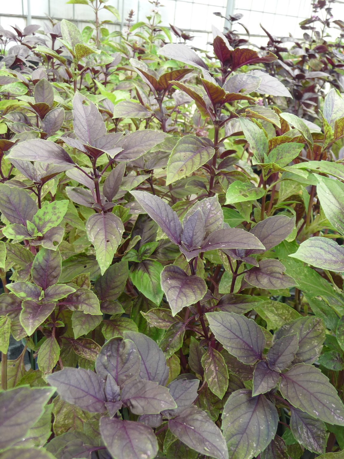 Basilic 'Red Rubin' - Les arômes du grès