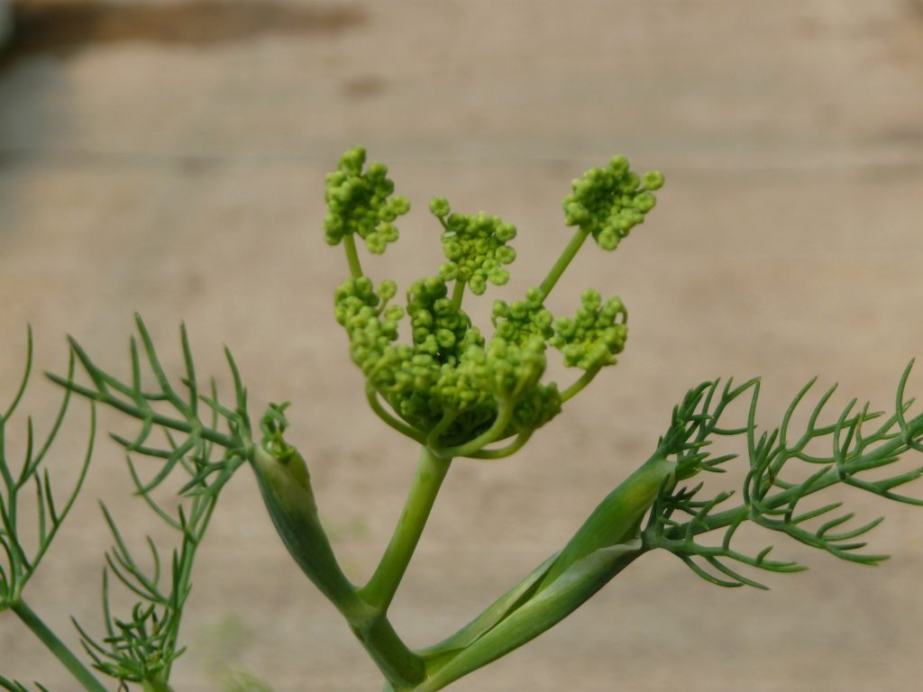 Foeniculum vulgare - Les arômes du grès