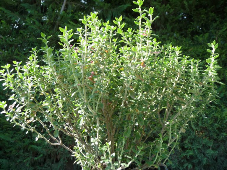 Teucrium chamaedrys 'Alba' - Les arômes du grès
