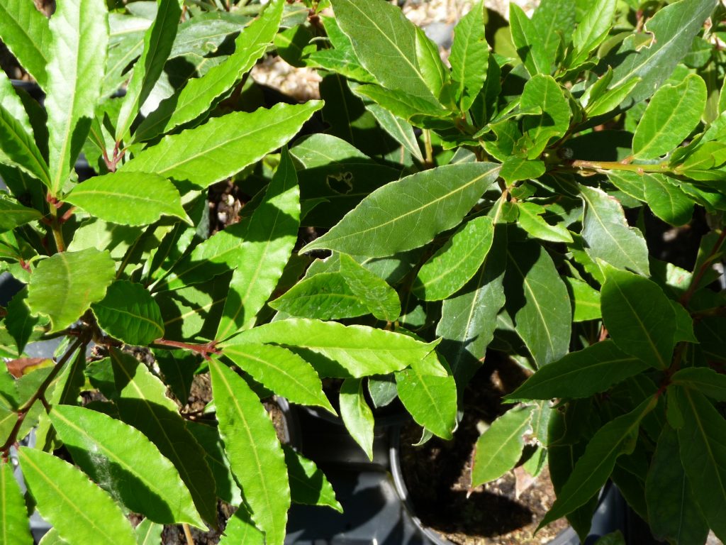Laurus nobilis - Les arômes du grès