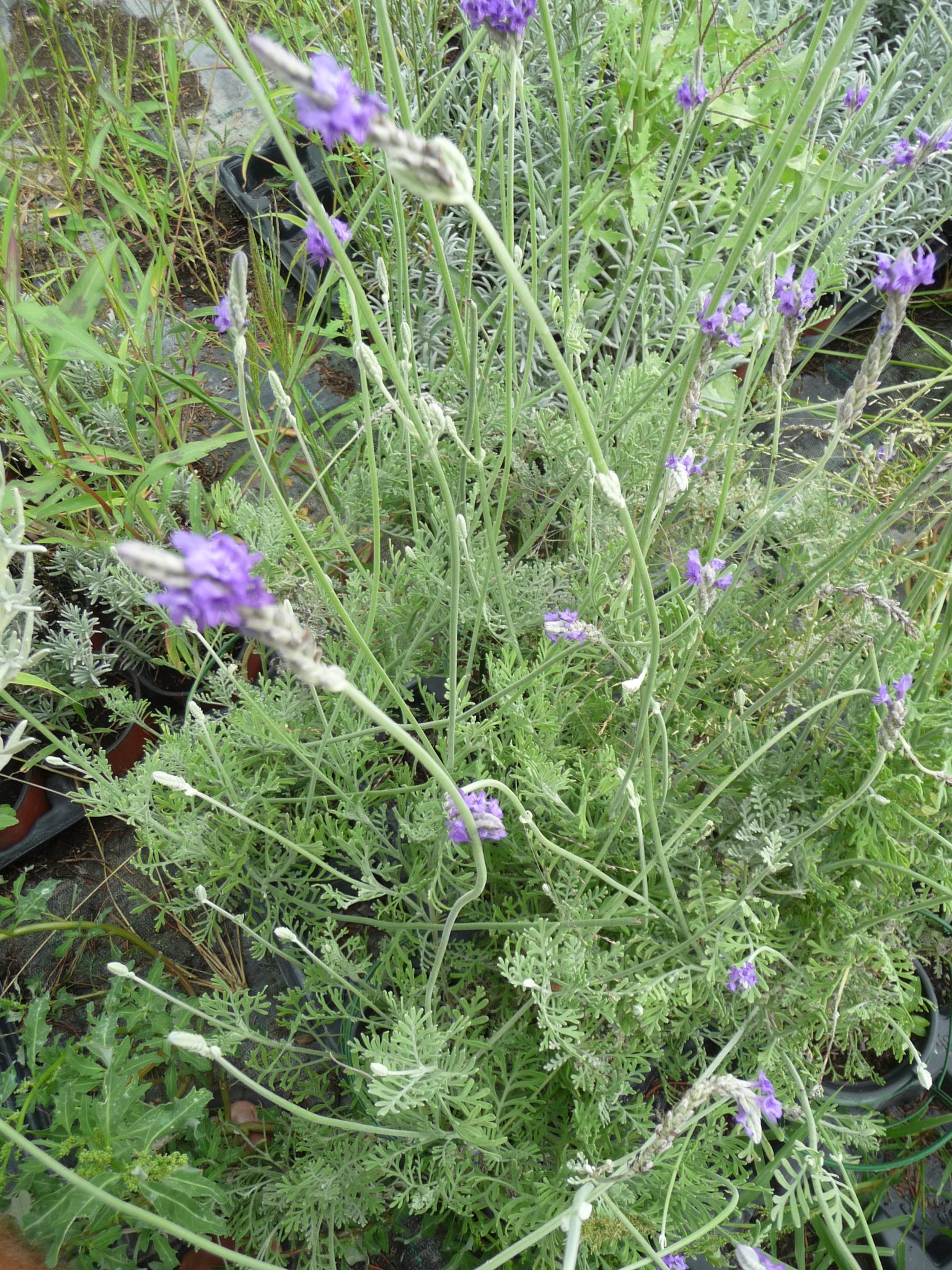 Lavandula pinnata - Les arômes du grès