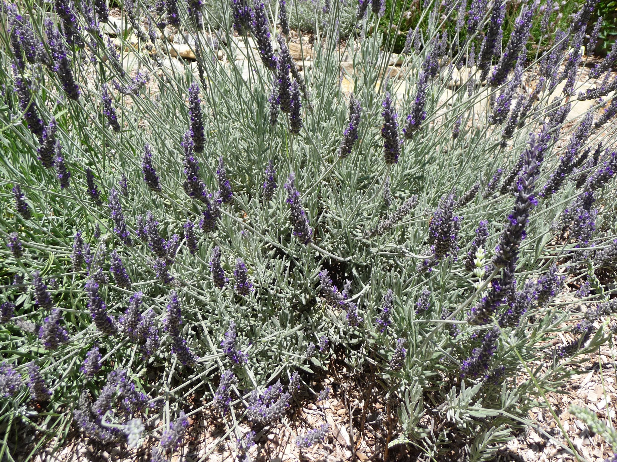 Lavandula x ginginsii 'Goodwin Creek Grey' - Les arômes du grès
