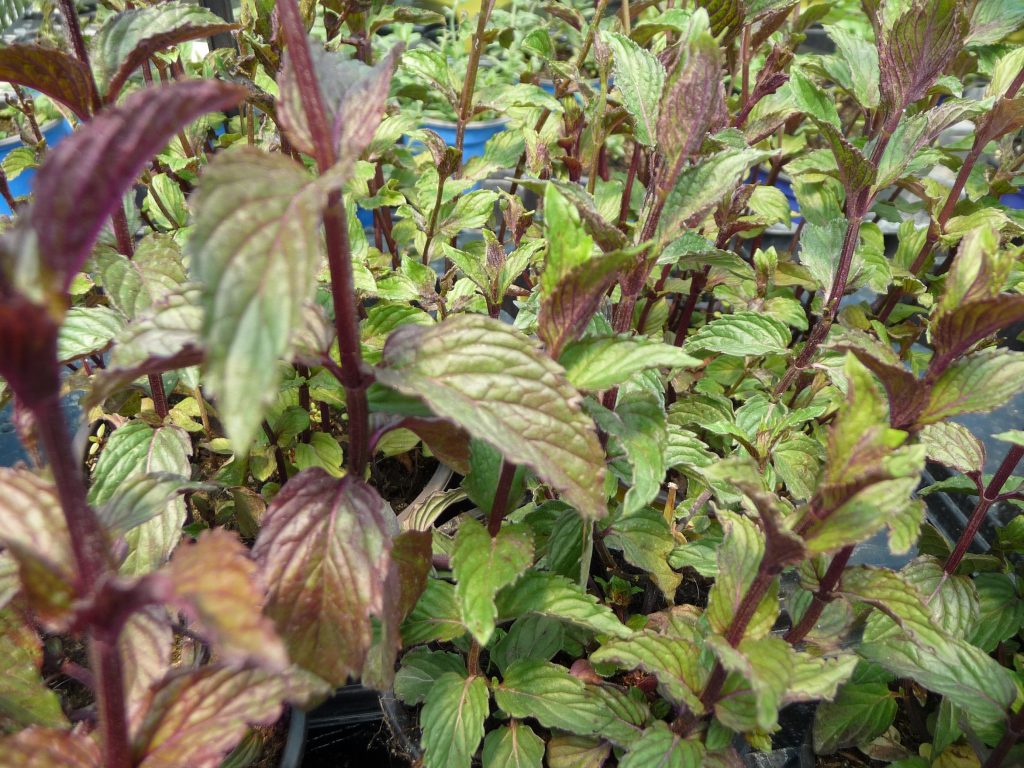 Menthe Chocolat - Les arômes du grès