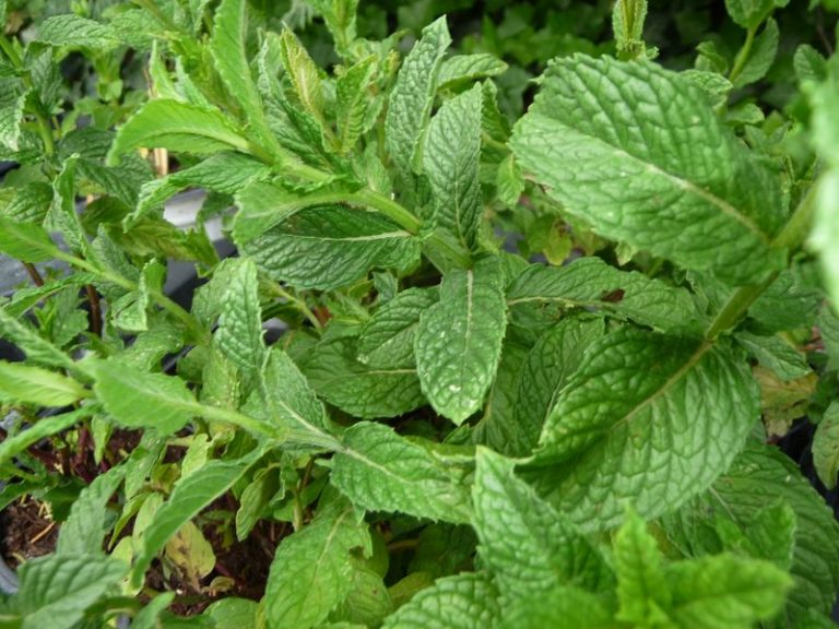 Menthe marocaine - Les arômes du grès