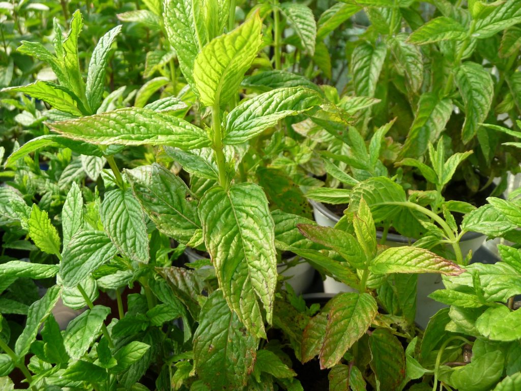 Menthe verte - Les arômes du grès