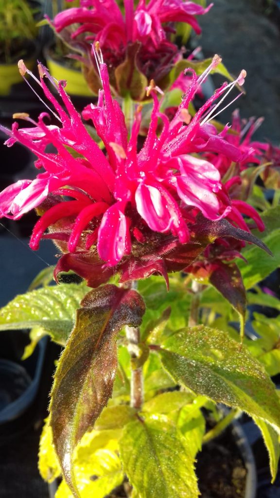 Monarda didyma - Les arômes du grès