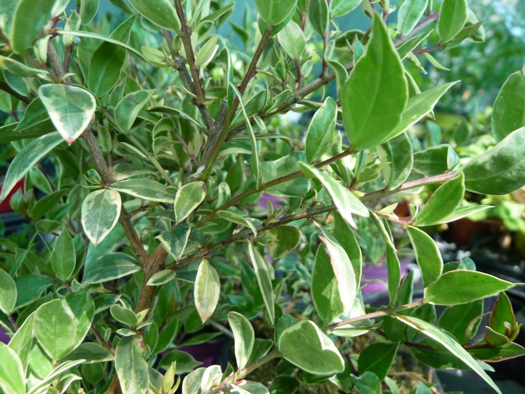 Myrtus communis 'Variegata' - Les arômes du grès