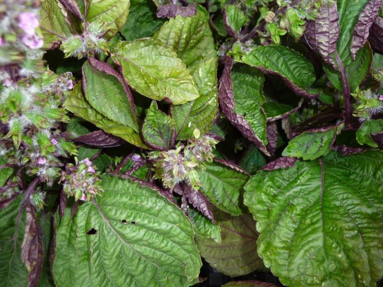 Perilla frutescens - Les arômes du grès