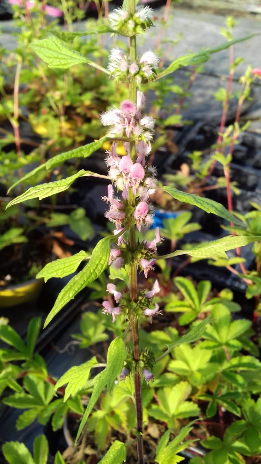 Leonurus cardiaca - Les arômes du grès