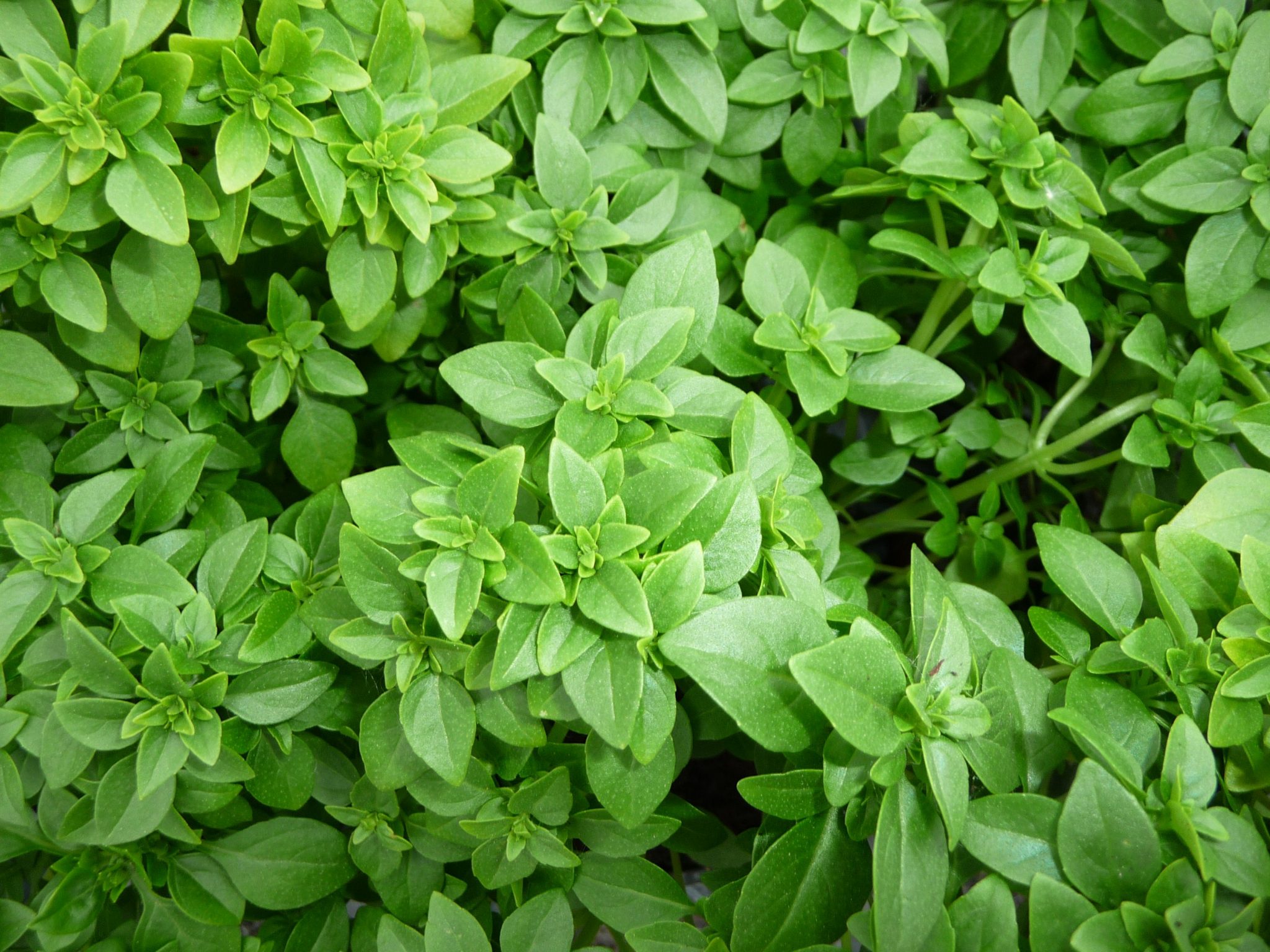 Basilic 'Fin Vert' compact - Les arômes du grès