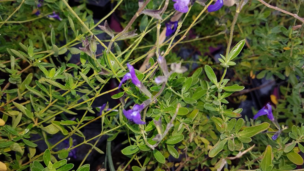 Salvia microphylla 'Blue Note' - Les arômes du grès