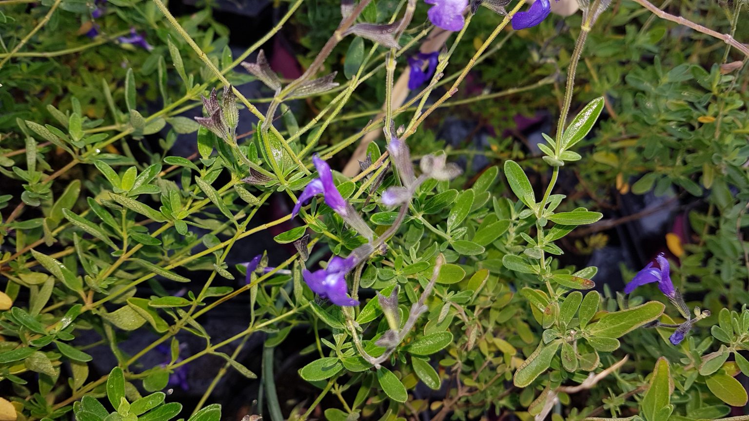 Salvia microphylla 'Blue Note' - Les arômes du grès