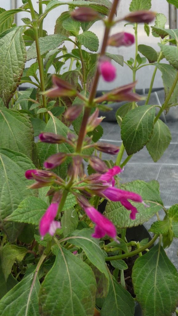 Salvia chiapensis - Les arômes du grès