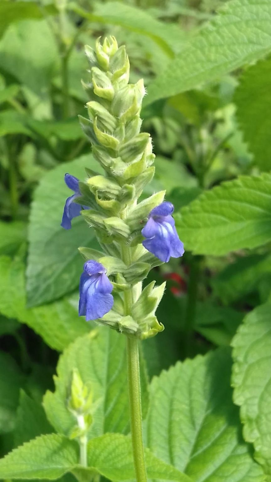 Salvia hispanica - Les arômes du grès