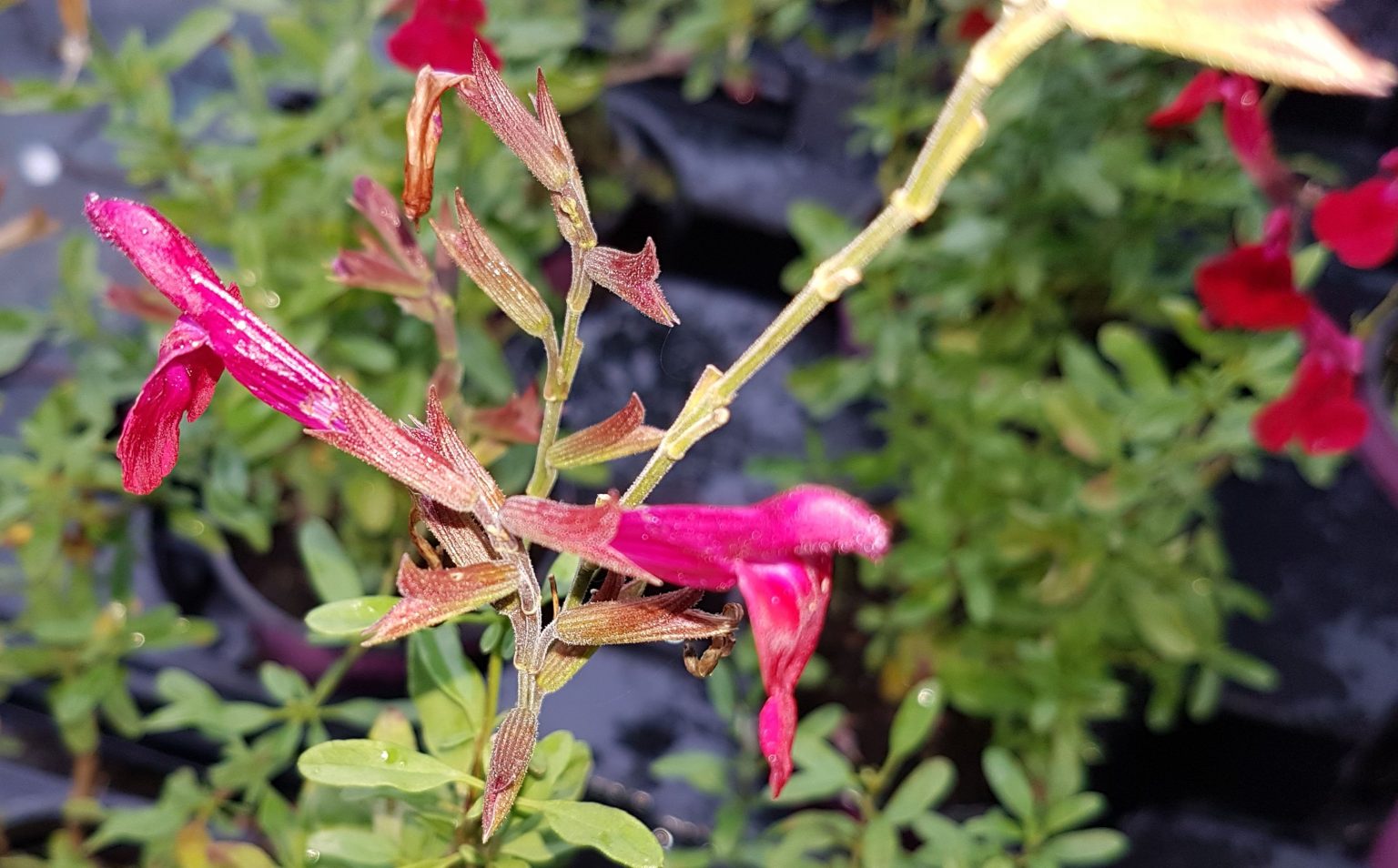Salvia x greggii 'Arctic Blaze' Dark Red - Les arômes du grès