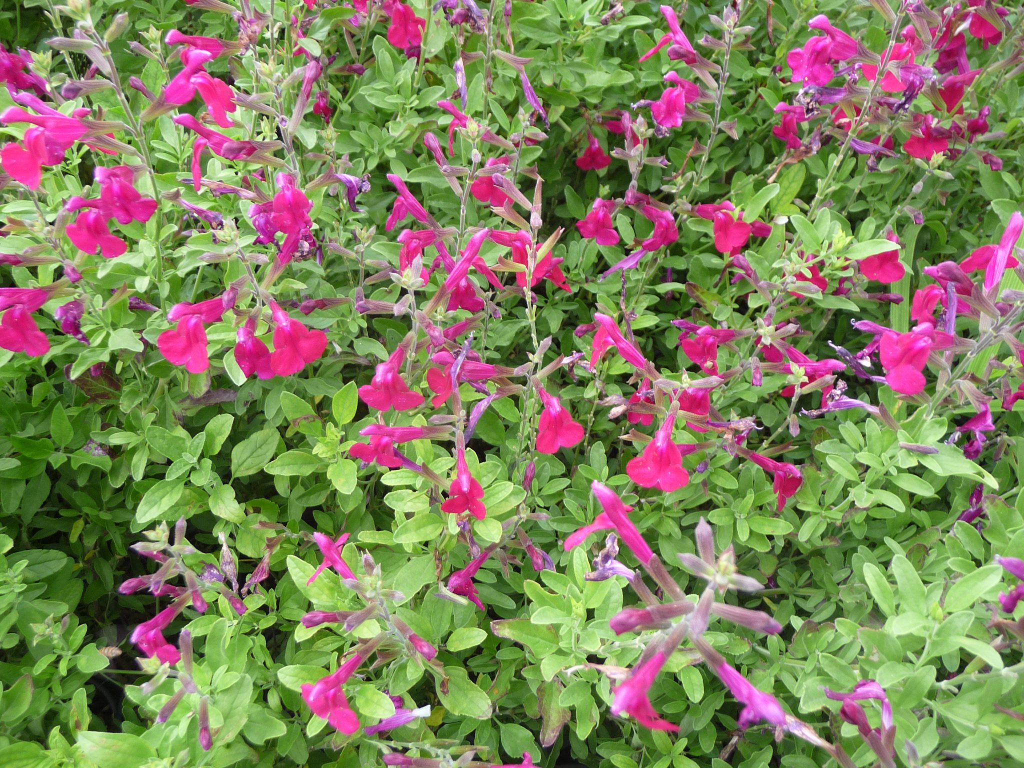 Salvia x greggii 'Arctic Blaze' Dark Red - Les arômes du grès