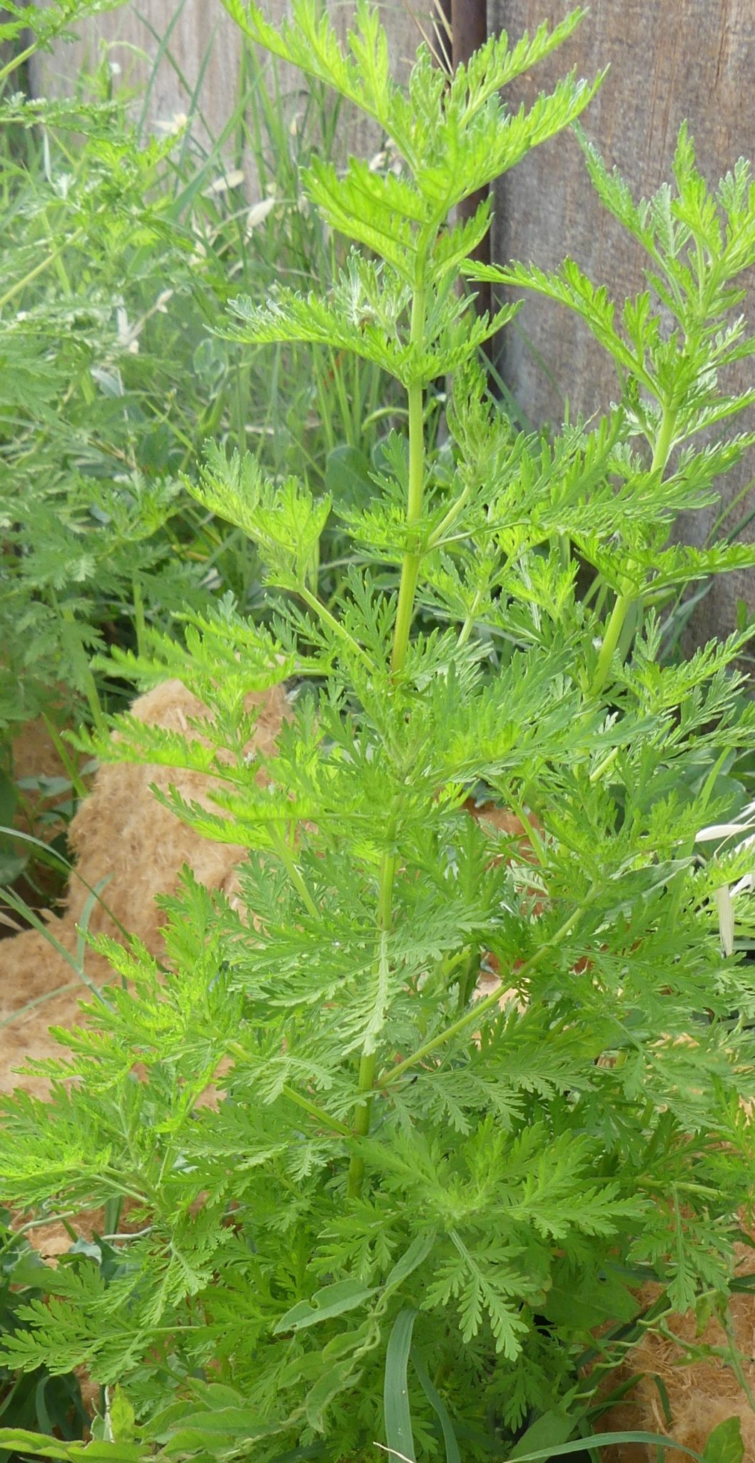 Artemisia annua - Les arômes du grès