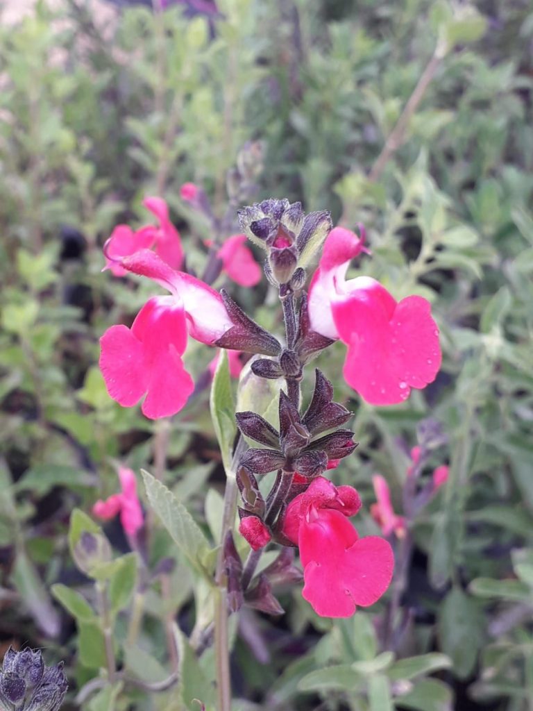 Salvia microphylla 'Pink Lips' - Les arômes du grès