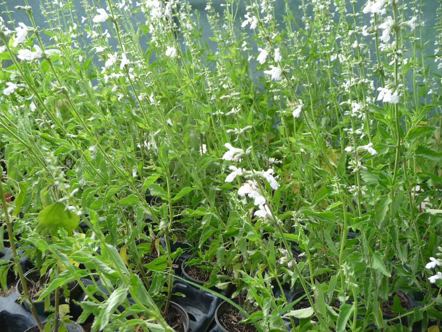 Salvia pallida 'Alba' - Les arômes du grès