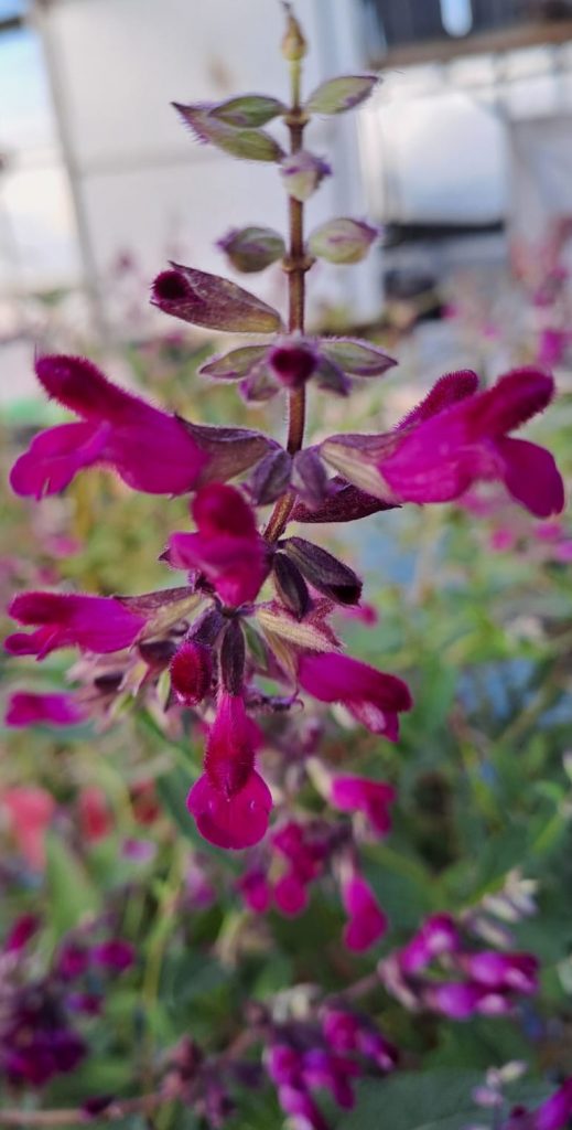 Salvia 'Magenta Magic' - Les arômes du grès