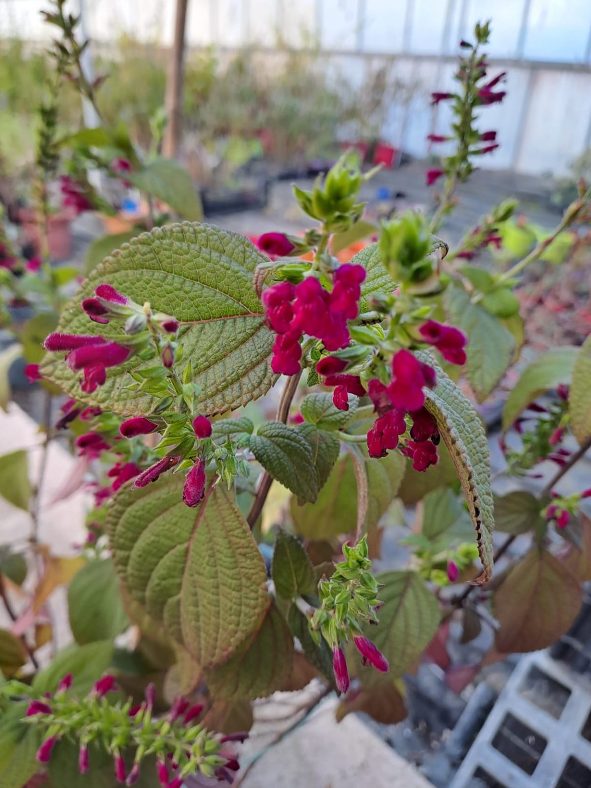 Salvia eizi-matudae 'Magenta' - Les arômes du grès