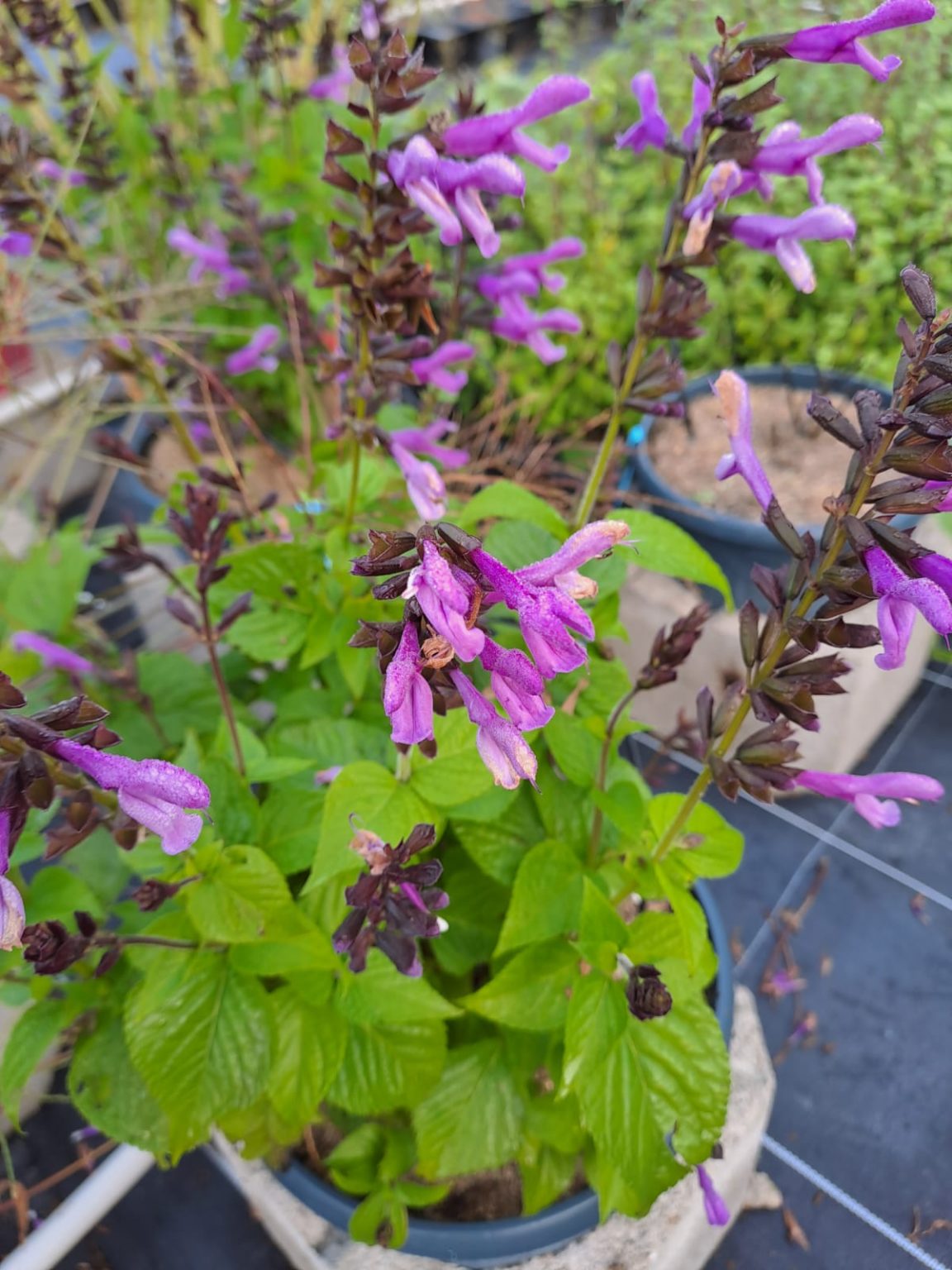 Salvia Salgoon® 'Lake Tahoe'